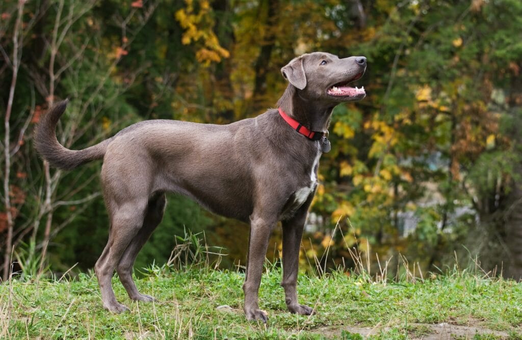 Perro Blue Lacy - Perretes