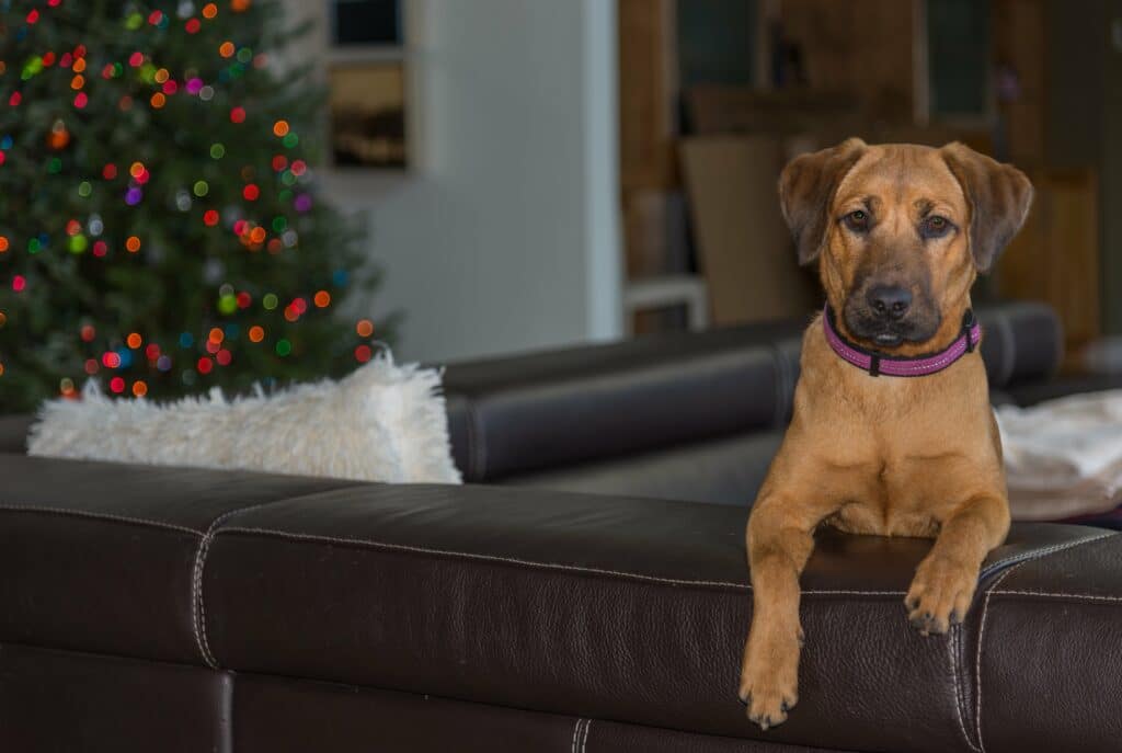 Perro de boca negra - Perretes
