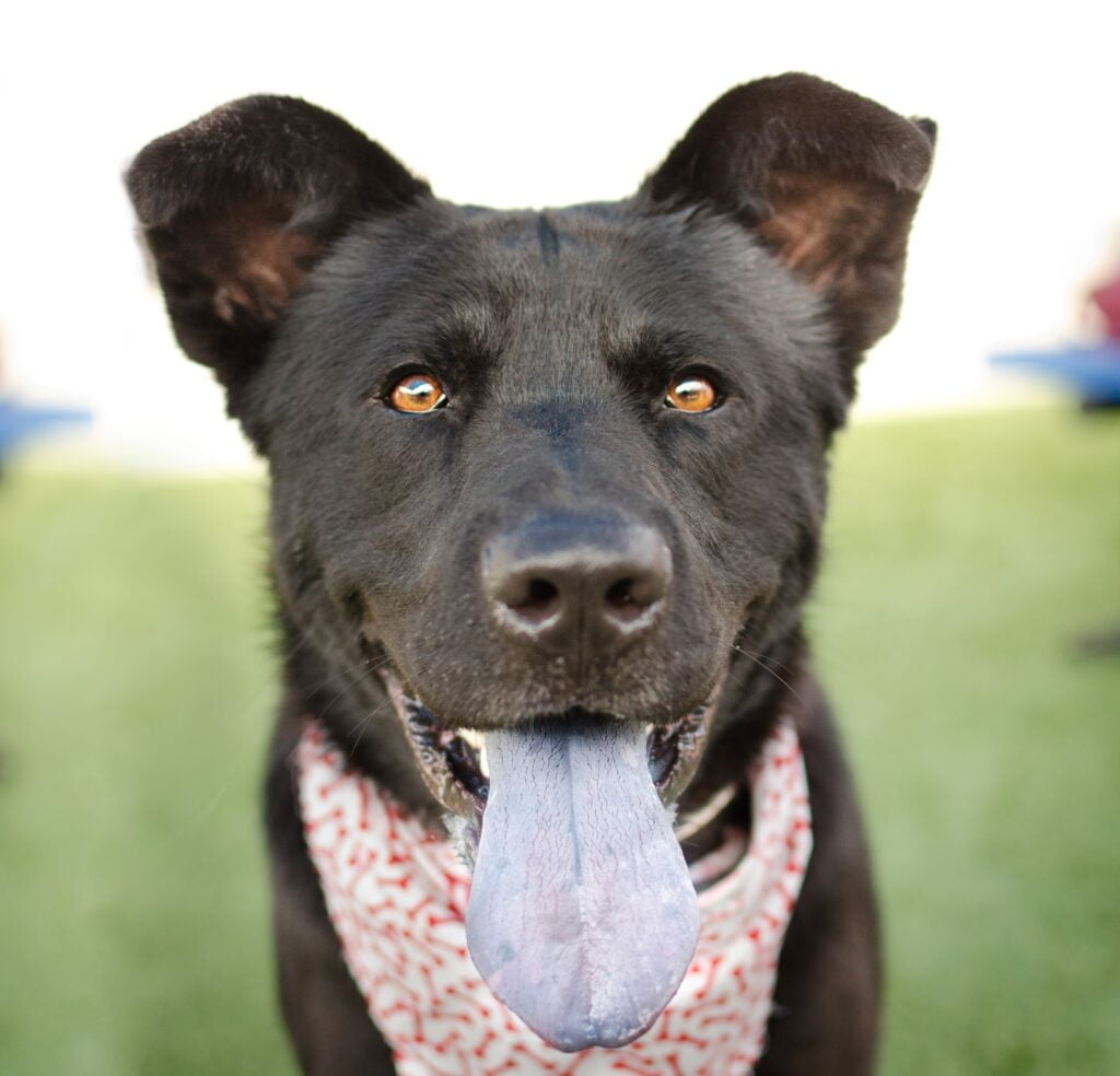 Perro de raza Chabrador - Perretes