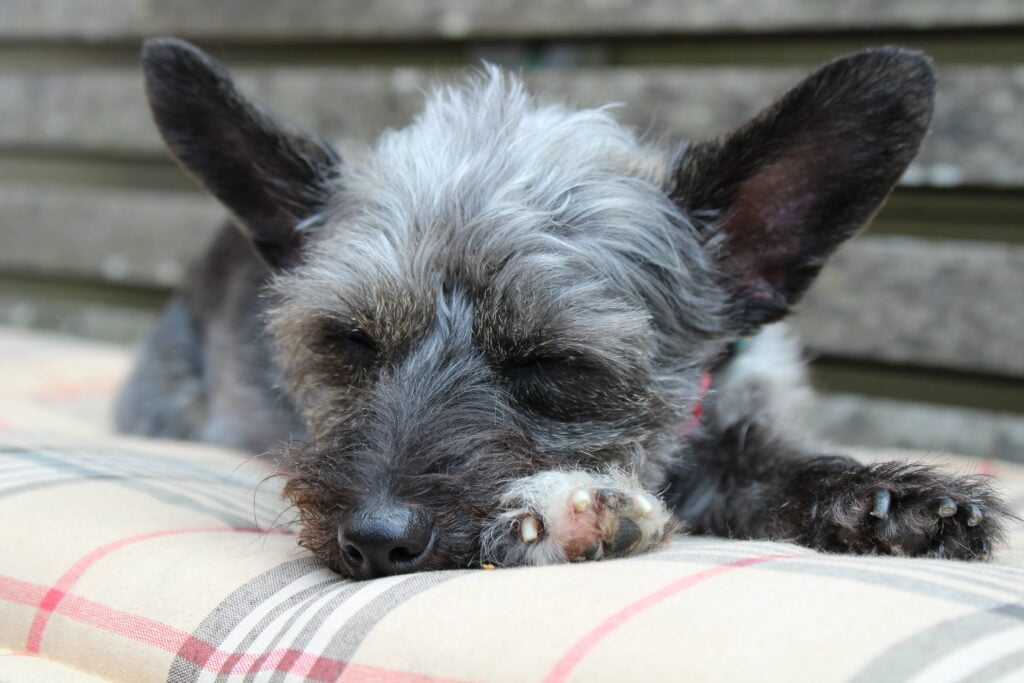 Perro de raza Jack-A-Poo - Perretes