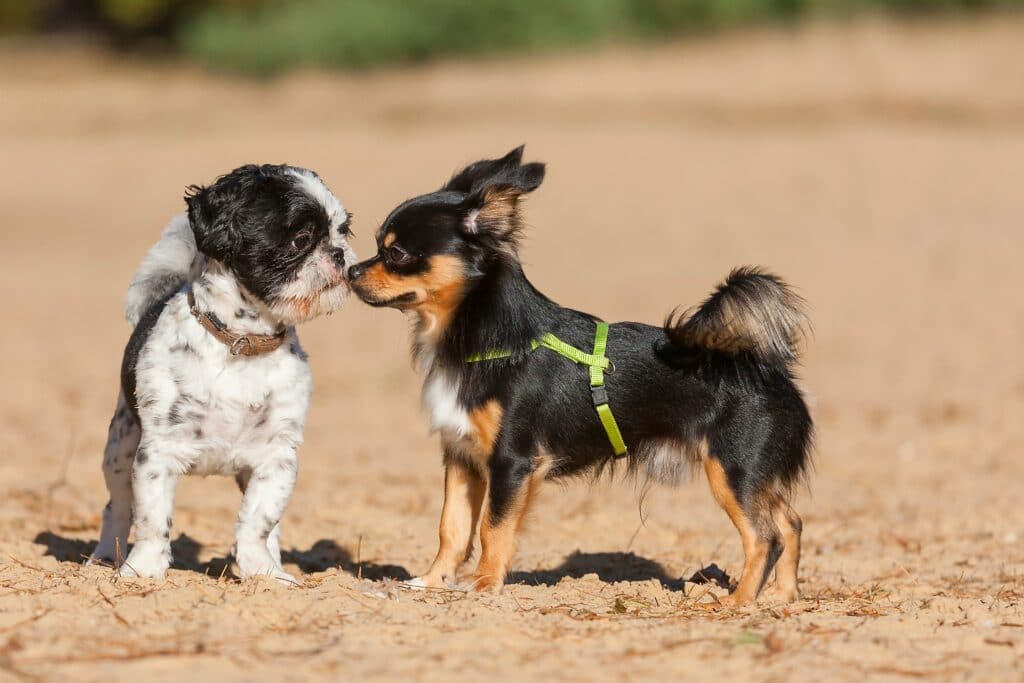 Perro mixto Chilier - Perretes